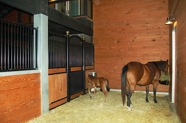 V Front Horse Stalls with Full Grill Swing Door - Euro Style